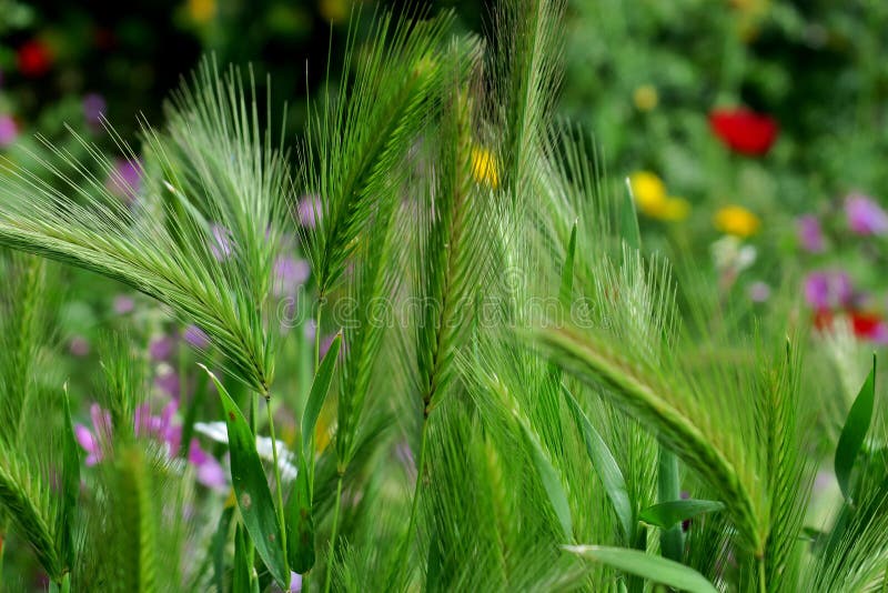 Wheat in a Field in Green Grass with Various Other Flowers Stock Photo ...