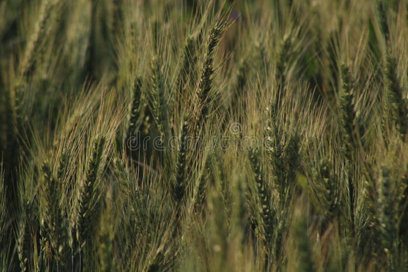 Wheat Field Green in the Middle of the Yard Stock Photo - Image of leaf ...