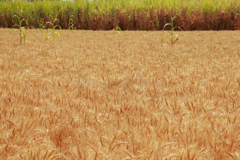 Wheat Field with Grown Wheat Crops Stock Image - Image of chapati, gold ...