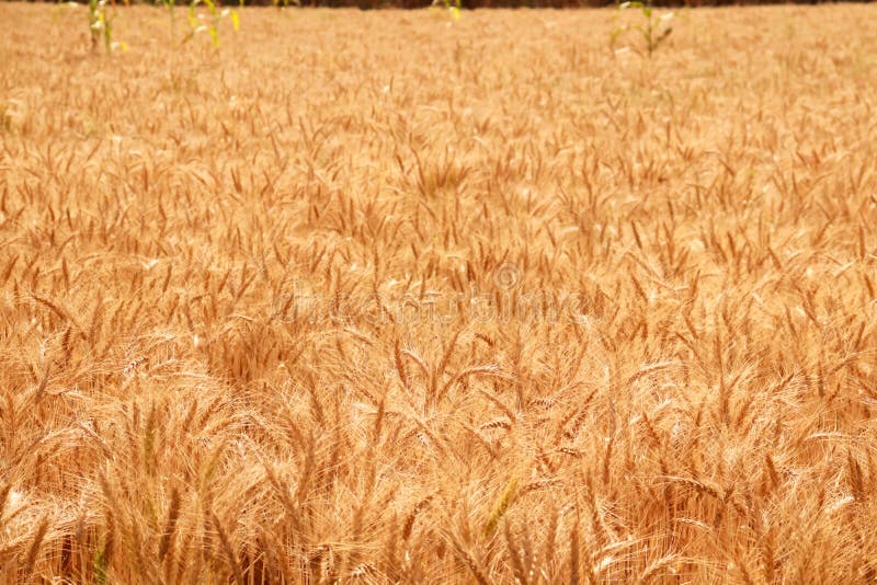 Wheat Field with Grown Wheat Crops Stock Image - Image of harvest ...