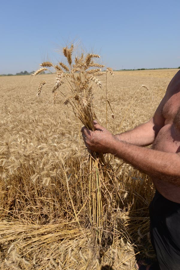 Wheat field with hand stock photo. Image of environment - 56498684