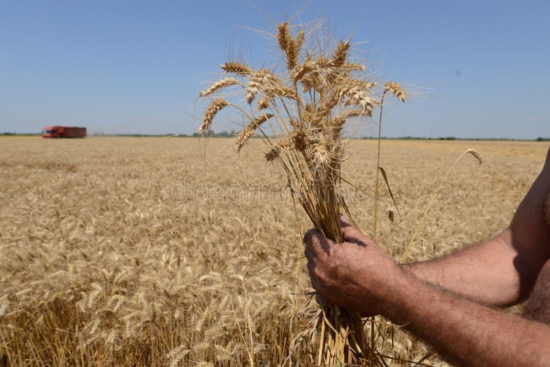 Wheat field with hand stock image. Image of great, hand - 56501009