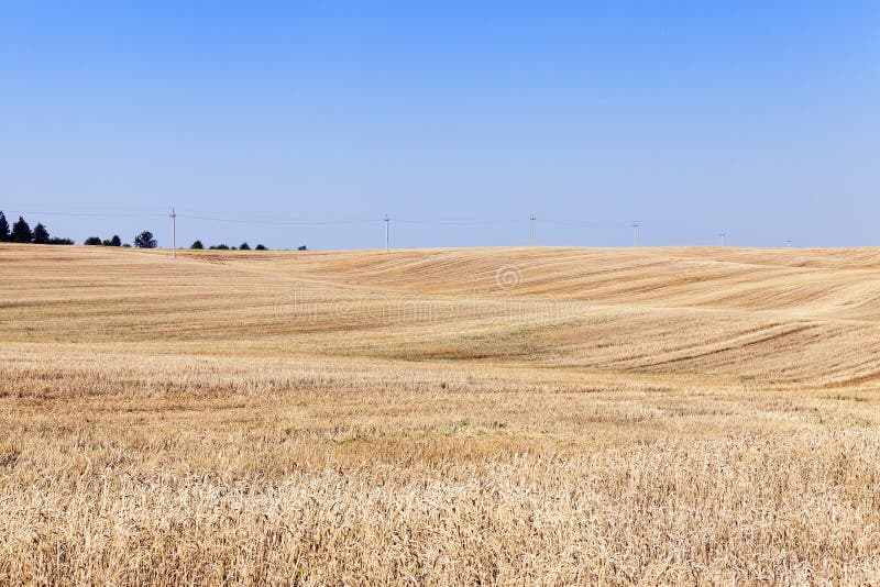 Wheat field after harvest stock image. Image of ripe - 223384263