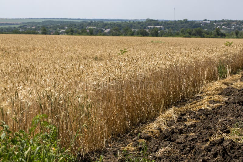 Wheat Field before the Harvest in the Middle of Summer Stock Photo ...