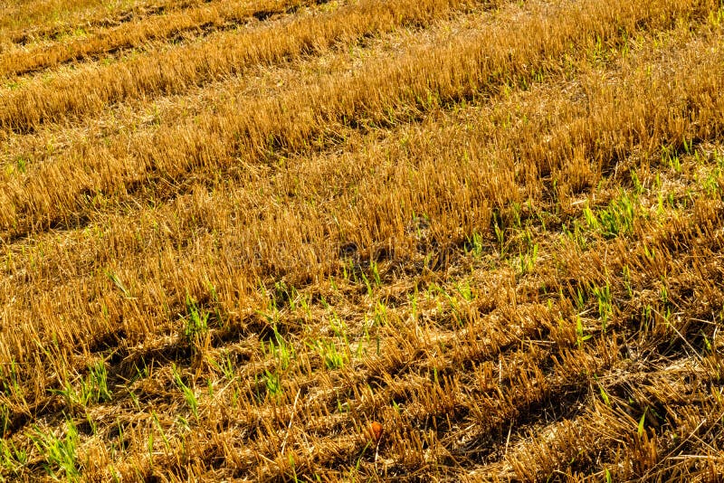 Wheat field after harvest stock image. Image of nature - 98083883