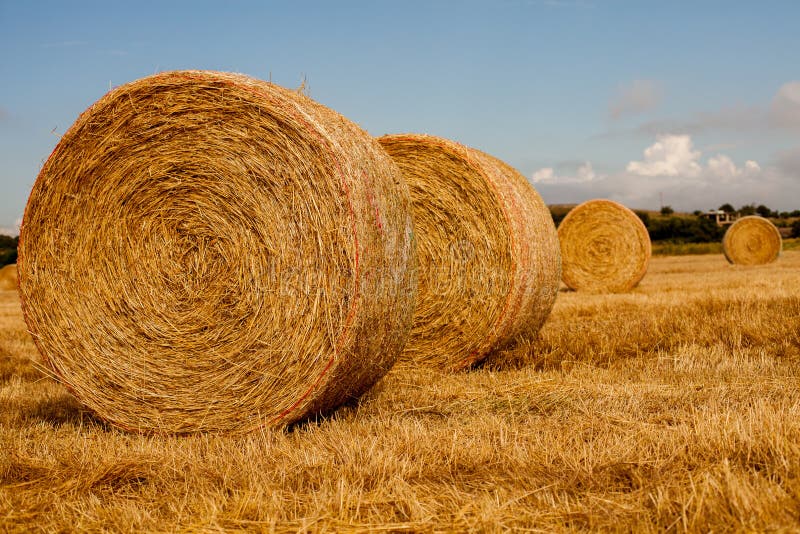 Wheat Field after Harvest with Straw Bales at Sunset Stock Photo ...