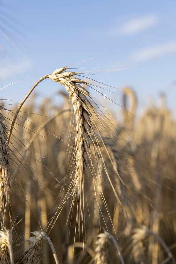Wheat Field before Harvest in the Summer Season Stock Image - Image of ...