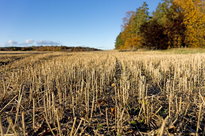 Wheat field after harvest stock image. Image of trees - 61344151