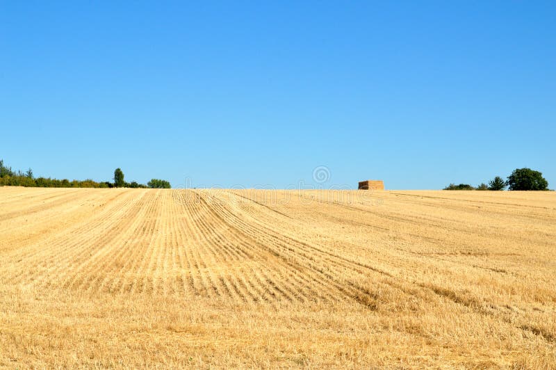 Wheat Field after a Harvest Stock Photo - Image of plain, cereal: 204846126