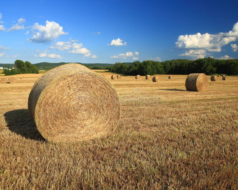 Wheat field stock photo. Image of eastern, sunset, grain - 41911966