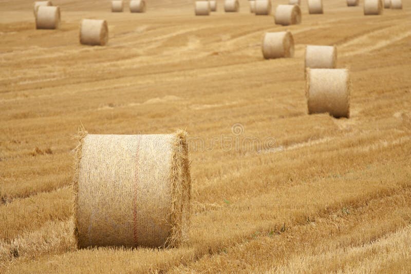 Wheat Field after Harvesting Stock Image - Image of rich, wheat: 20561577