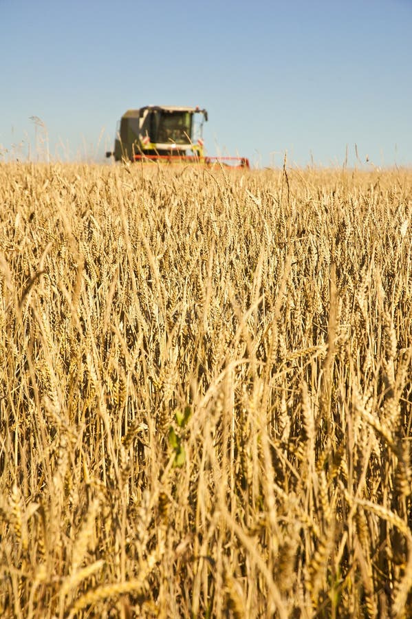 Wheat Field with Harvesting Combine Stock Image - Image of grow ...