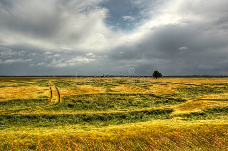 Wheat field in hdr stock image. Image of storm, high, landscape - 9804213