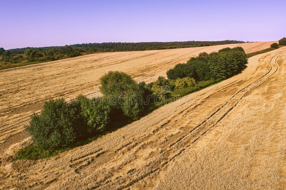 Wheat Field on the Hill in Summer Stock Photo - Image of hill, field ...