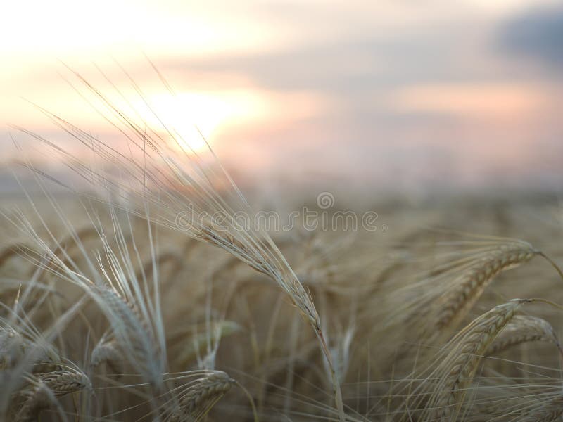 Wheat Field Illuminated by the Warm Light of the Setting Sun, Concept ...