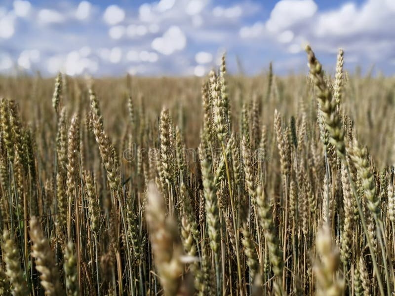 Wheat field in July stock photo. Image of produce, plant - 216147728