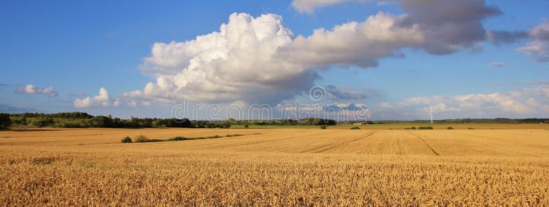 Rural Denmark. Landscape in Moen. Stock Image - Image of green, striped ...