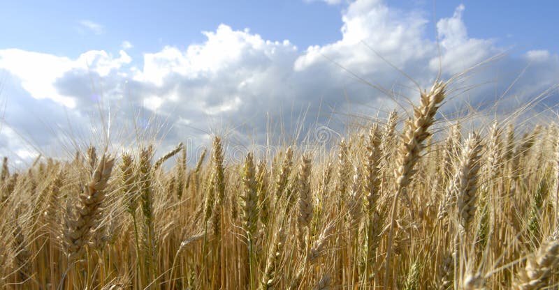 Wheat field landscape stock image. Image of agricultural - 2689775