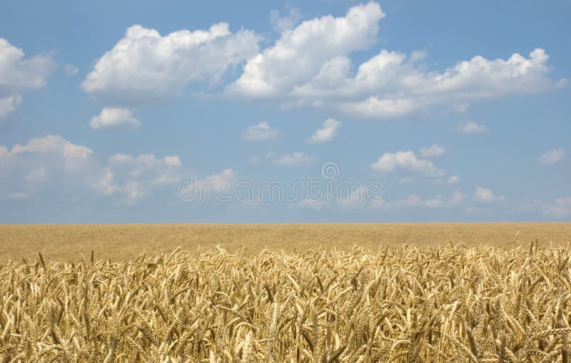 Wheat Field Landscape Picture. Image: 2849348