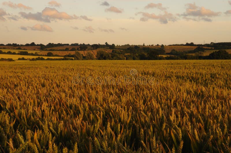 Wheat Field landscape stock image. Image of clouds, green - 5730221