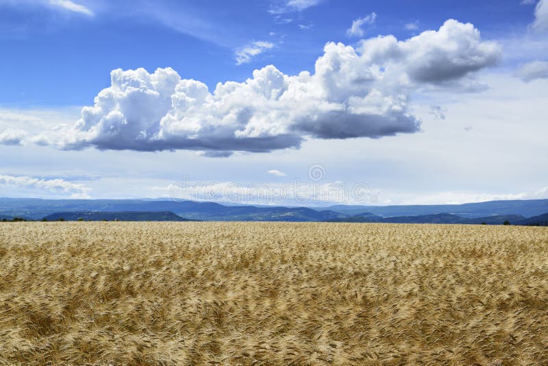 Beautiful wheat field stock photo. Image of landscape - 14923536