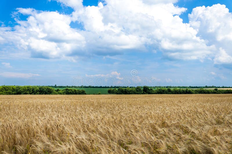 Wheat field landscape stock photo. Image of countryside - 56036216