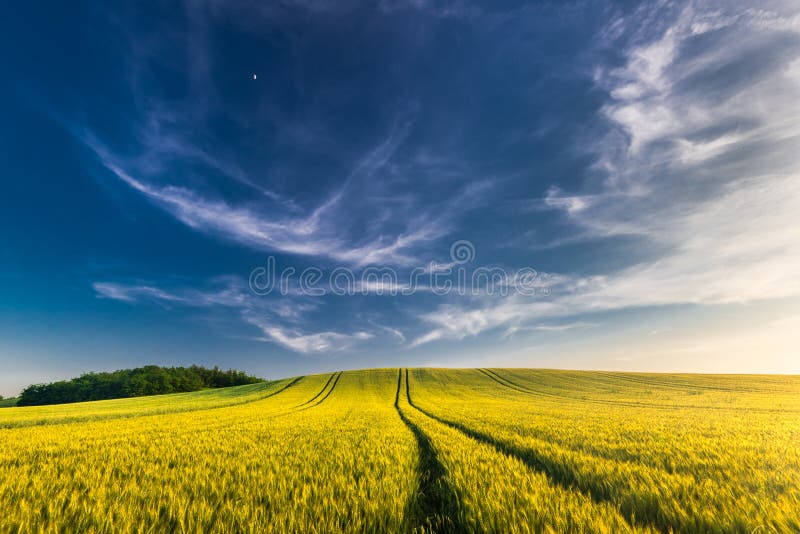 Wheat Field Landscape with Path in the Summer Stock Image - Image of ...