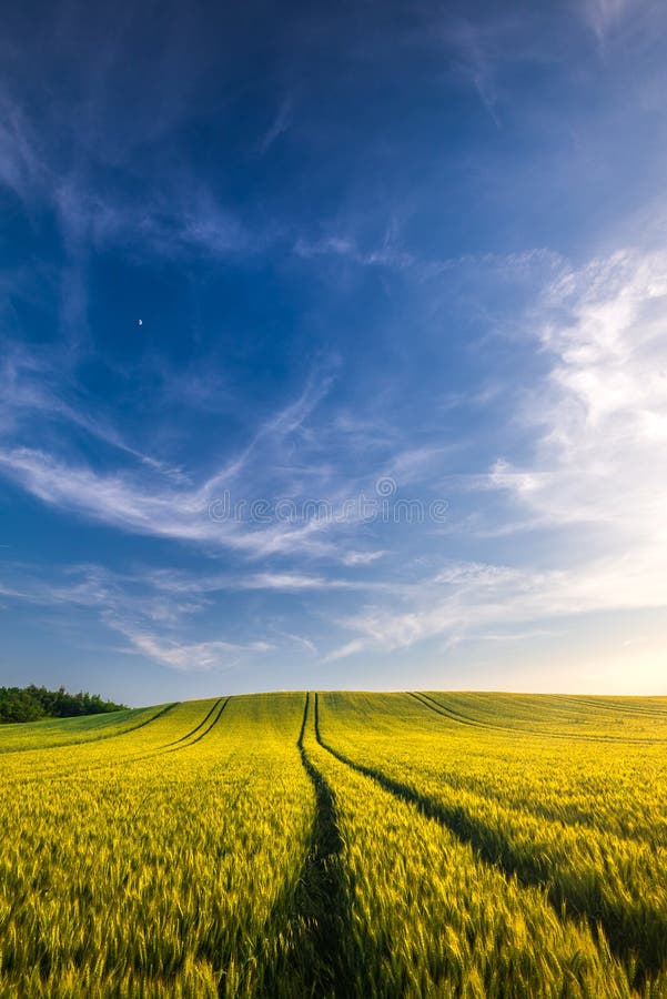 Wheat Field Landscape with Path in the Summer Stock Photo - Image of ...