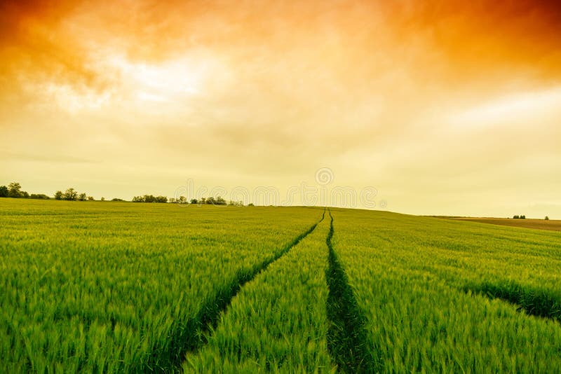 Wheat Field Landscape with Path Stock Image - Image of environment ...