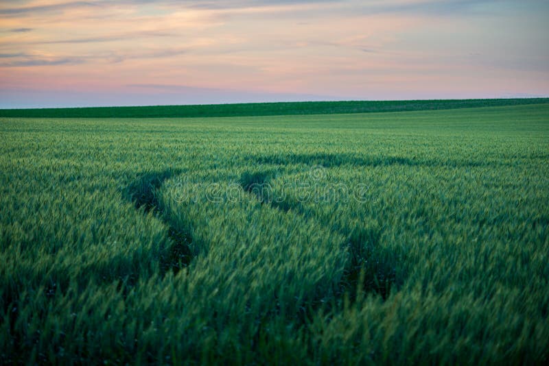 Wheat Field Landscape with Path in the Sunset Time Stock Image - Image ...