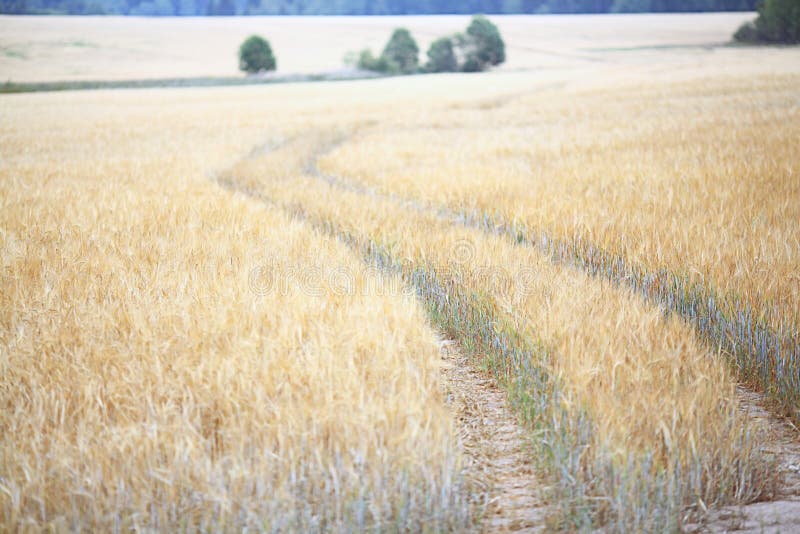 Wheat field landscape stock image. Image of land, background - 55310353