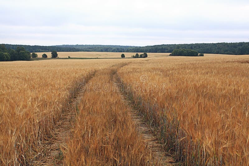 Wheat field landscape stock image. Image of farm, roadside - 55639341