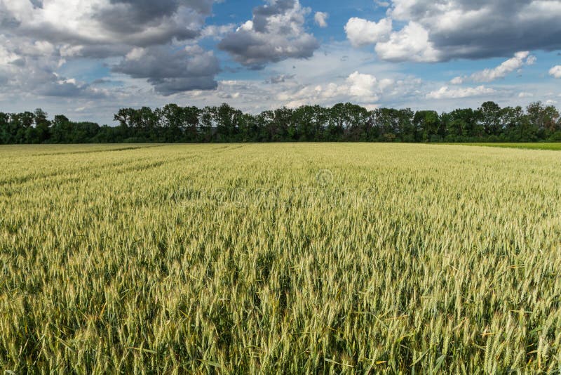 Wheat field stock photo. Image of scenic, agriculture - 43874868