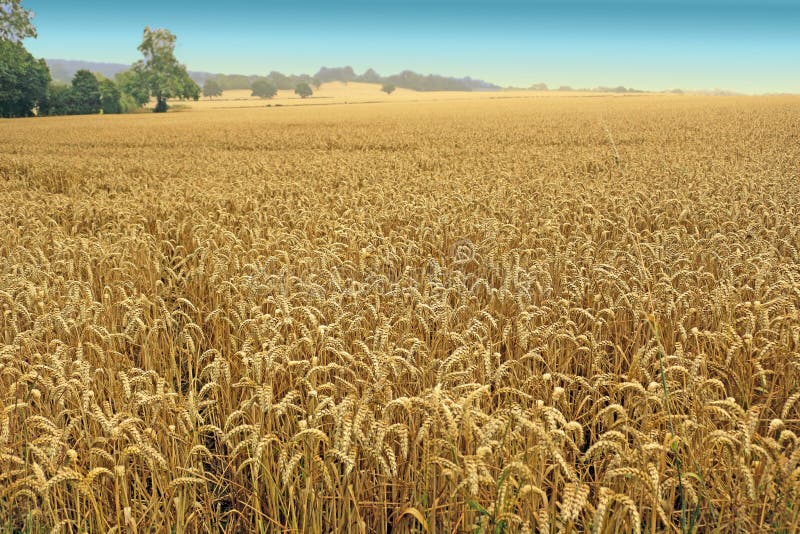 Tall Wheat Grass Dreamy Soft Background Stock Photo - Image of dreamy ...