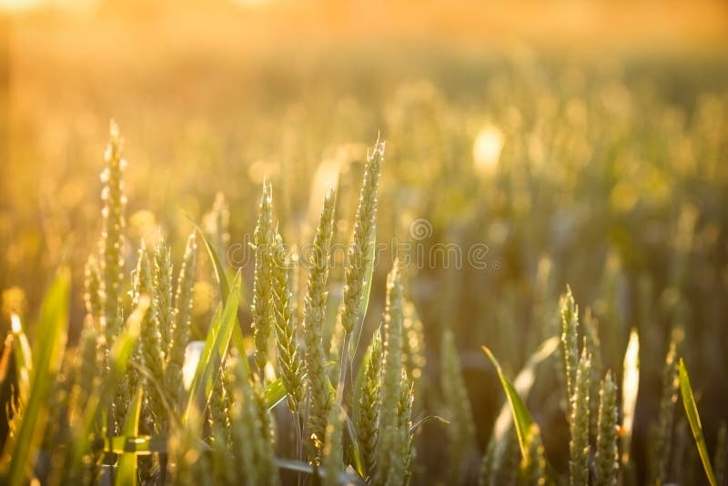 Wheat Field in Late Afternoon Stock Photo - Image of close, cultivate ...