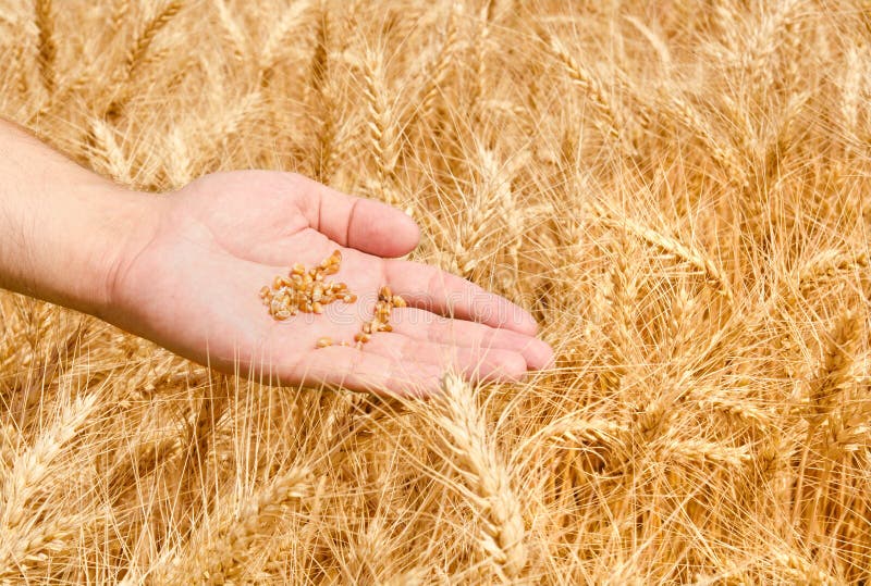 Wheat field and male hand stock photo. Image of grow - 32544466