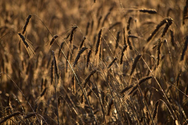 Wheat Field in the Morning Light Stock Image - Image of golden, mood ...