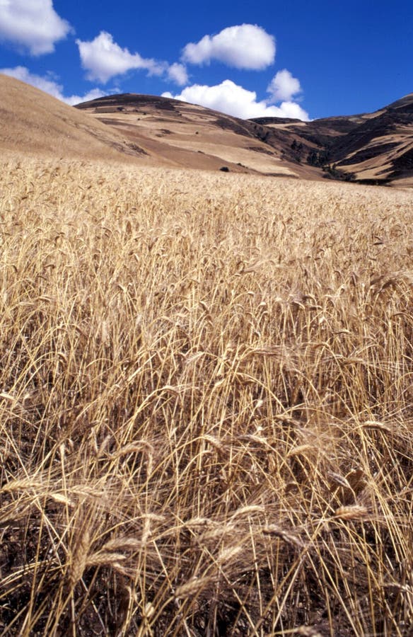 Wheat Field in the Mountains, of Peru Stock Image - Image of plain ...