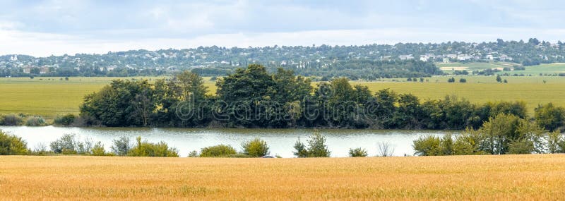 Wheat Field Near the River and Green Trees on the River Bank Stock ...