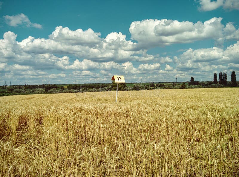 Wheat Field stock image. Image of nice, blue, weather - 64549543