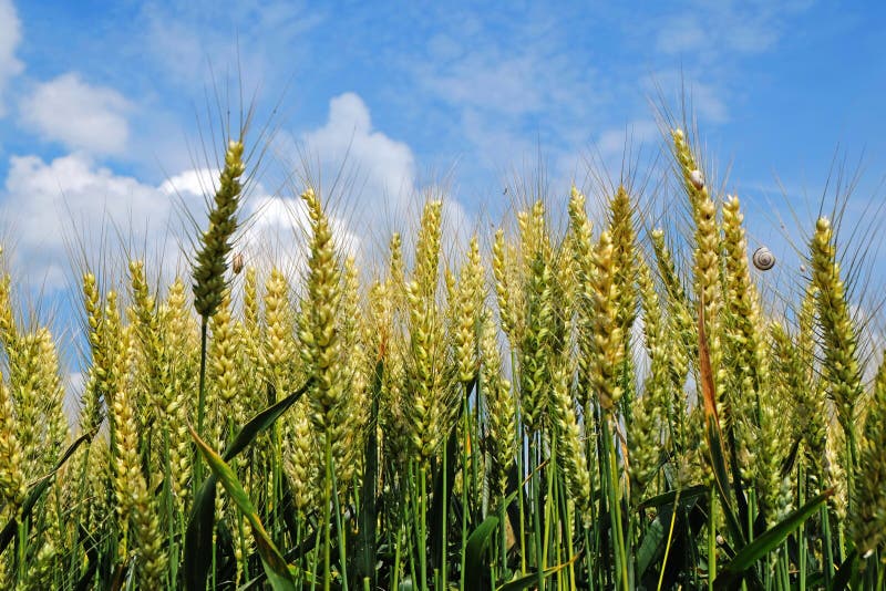 Wheat Field with Nice Blue Sky Stock Photo - Image of grow, cultivate ...