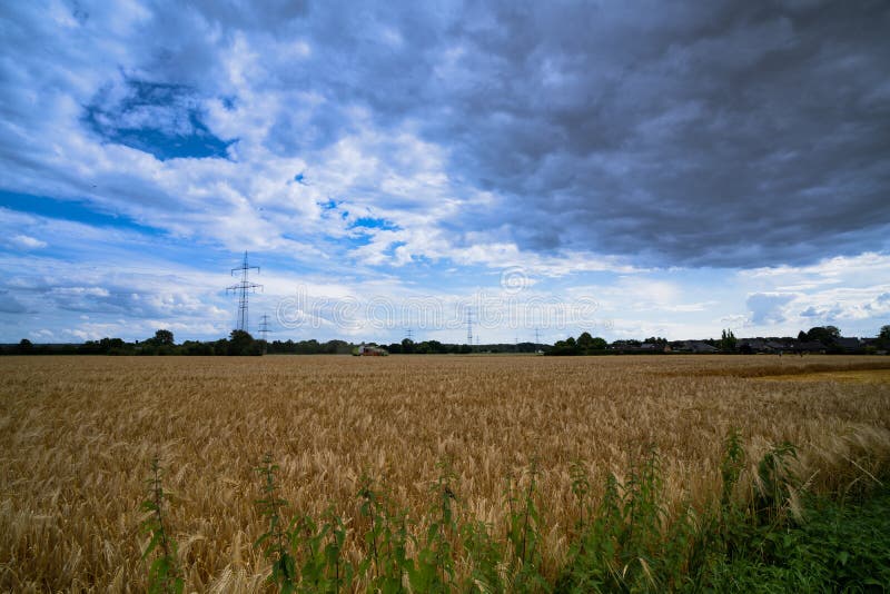 Wheat on a Field with a Nice Blue Sky with Some White Clouds Stock ...