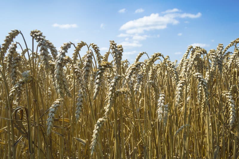 Wheat Field on a Nice Summer Day Stock Image - Image of agricultural ...