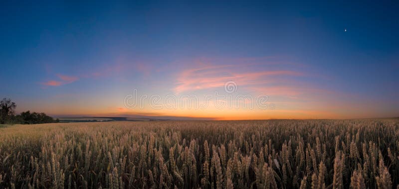 Wheat field at the night stock photo. Image of beautiful - 10346262