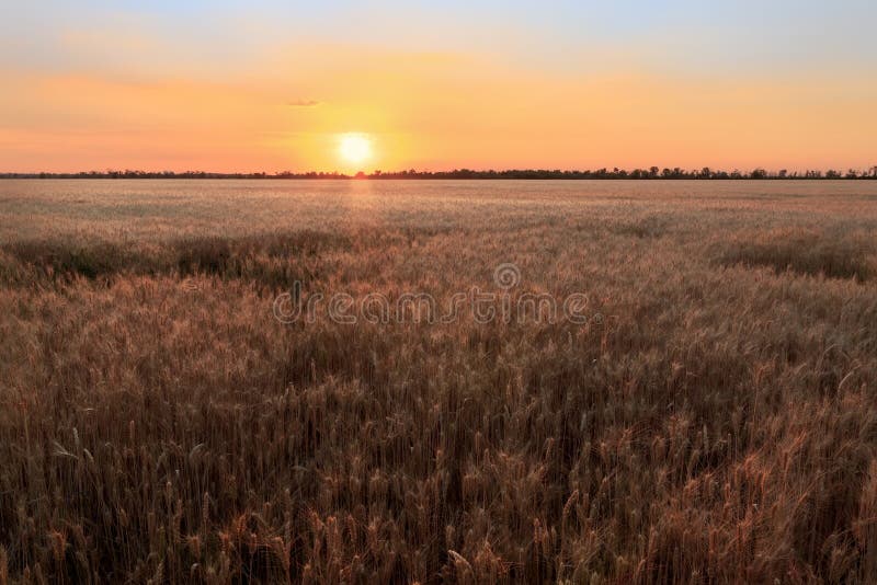 The scorching summer sun stock image. Image of ripe - 147414569