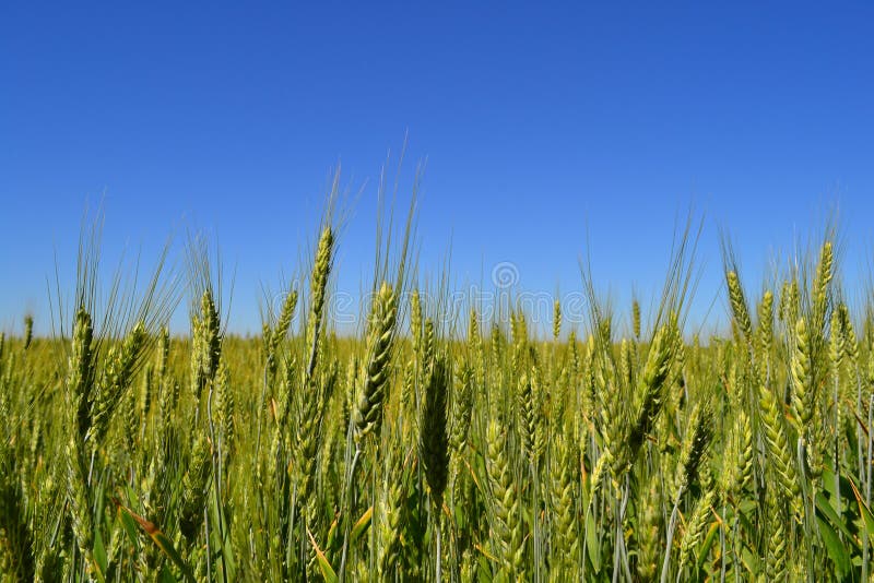 Wheat field. stock image. Image of plants, ripening, field - 58308675