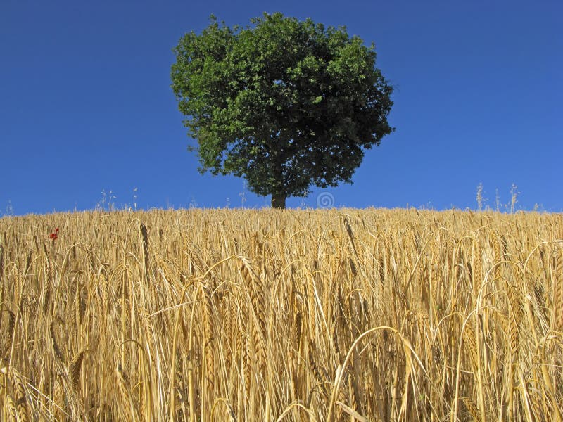 Wheat field and oak tree stock image. Image of ripe, tree - 5728225