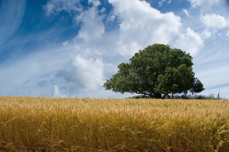 Wheat Field Oak Tree and Clouds Stock Photo - Image of foliage, leaf ...
