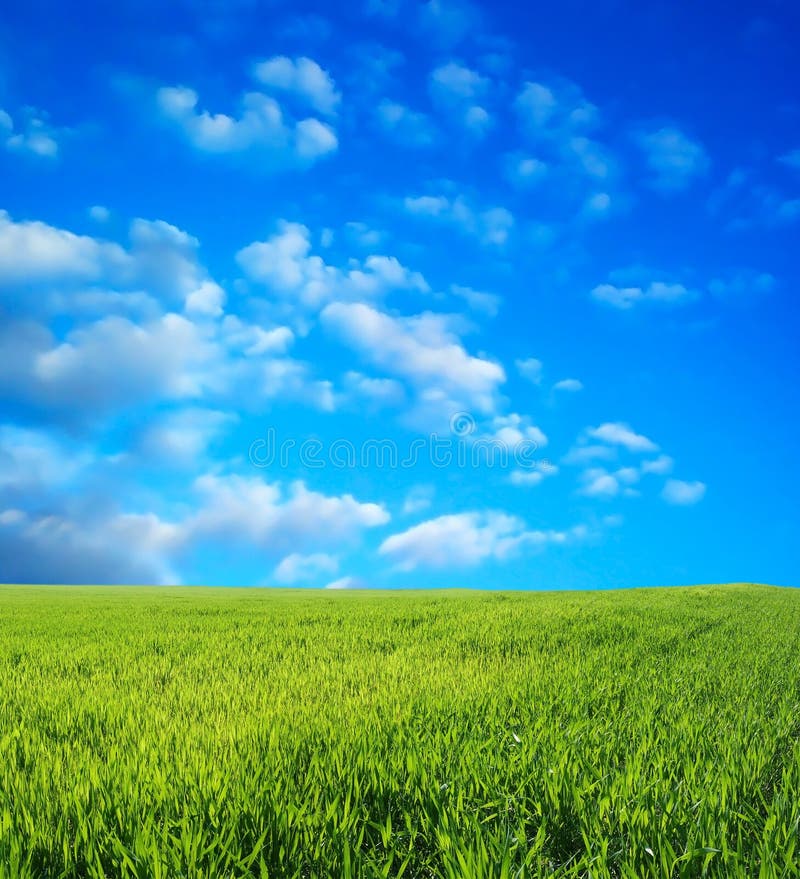 Wheat field over blue sky stock photo. Image of sunny - 2127492