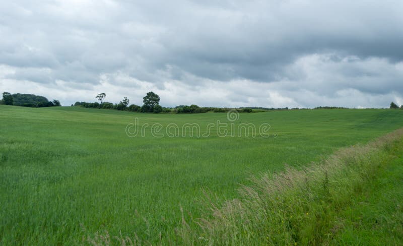 Wheat Field on an Overcast Day Stock Image - Image of tree, trees ...